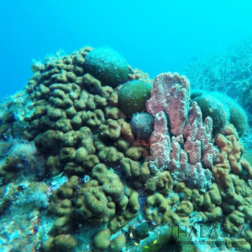 biologie marine | | THALASSA Marine research & Environmental awareness