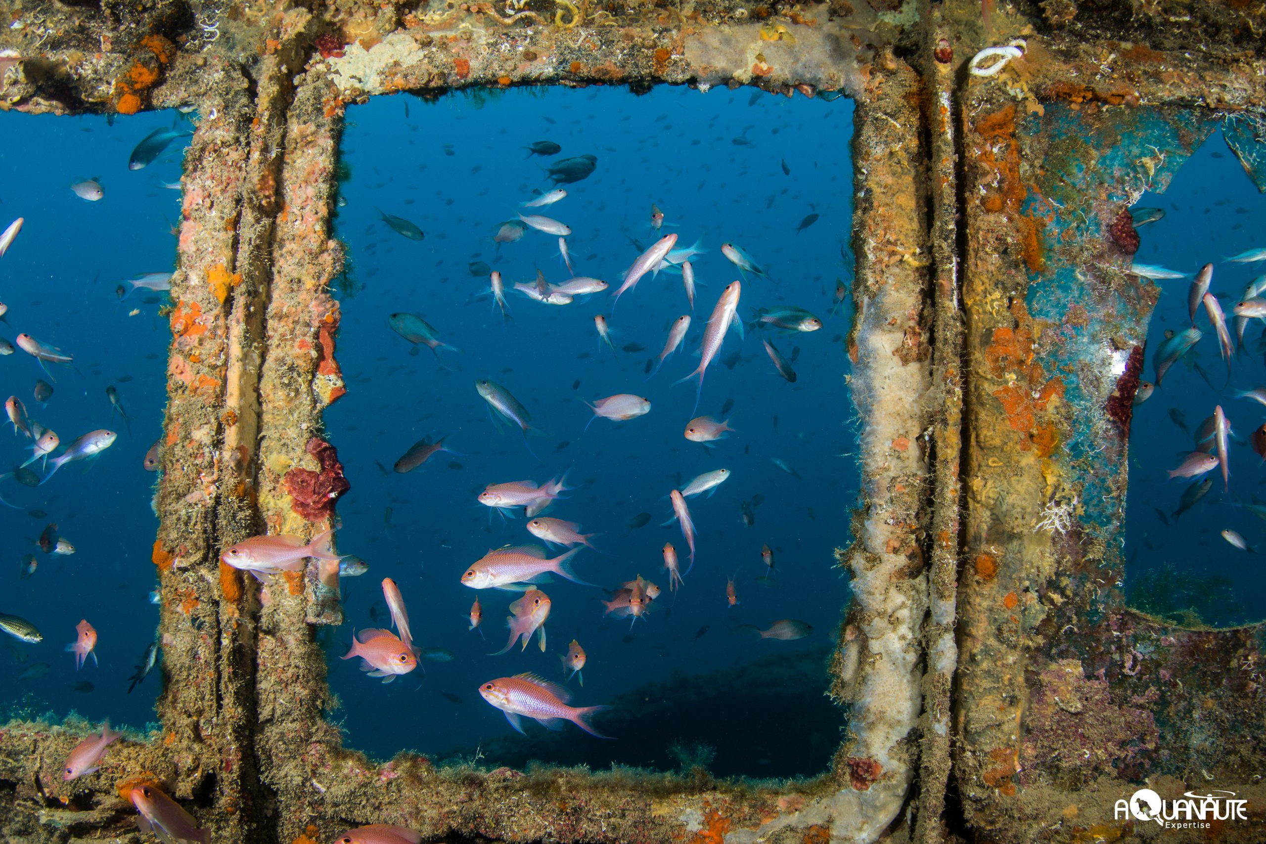 Ecological status of the Educational Managed Marine Area of Monaco ...